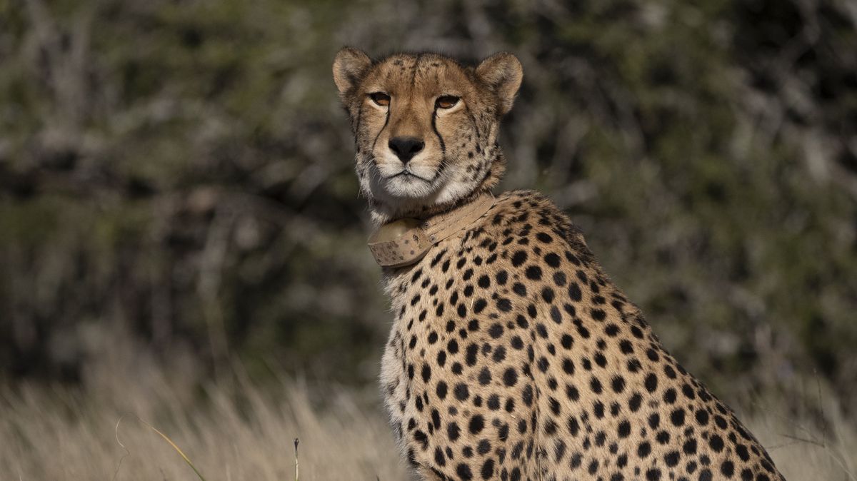 Cheetah Family & Me - everything you need to know | What to Watch